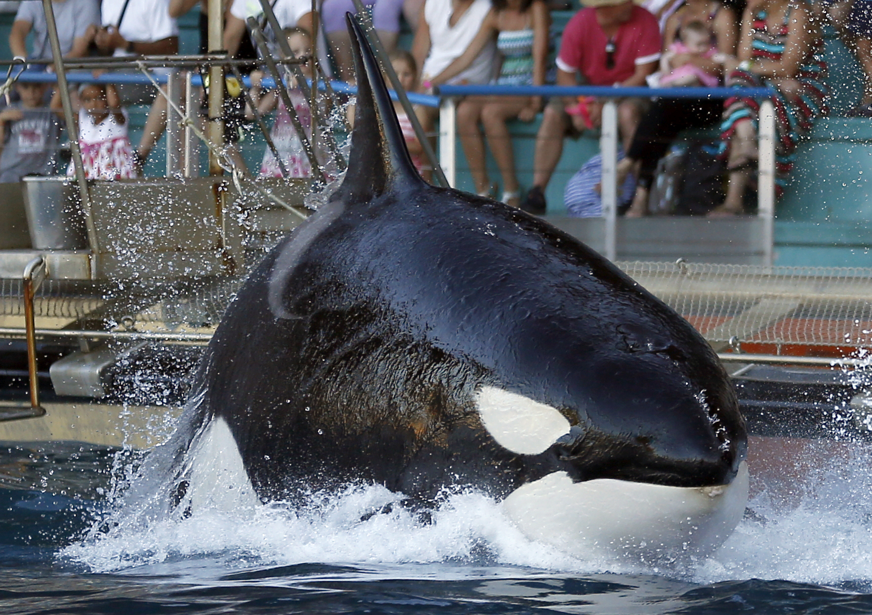 SeaWorld Just Made A Big & Overdue Announcement About Its Orcas