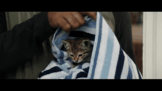 Here Are All The 'Keanu' Trailer Cat Scenes, Because Cats — VIDEO