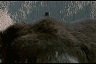 'The Revenant' & More 2015 Movies That Prove It Was The Year Of The Bear