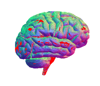 What Happens To Your Brain After You Die?