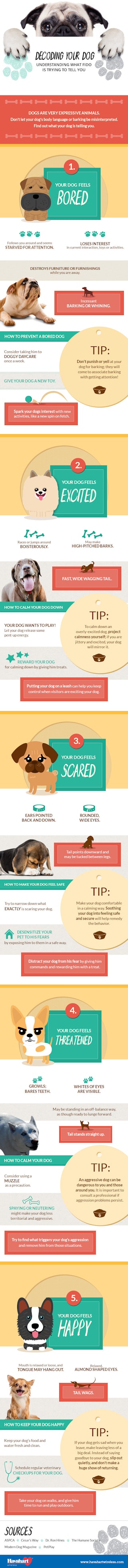 Can Dogs Talk? Their Body Language Says More Than You Probably Think ...