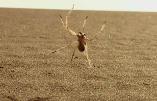 A New Spider Species Called 'Flic-Flac' Has Been Discovered: 4 Things ...