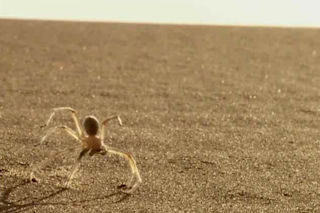 A New Spider Species Called 'Flic-Flac' Has Been Discovered: 4 Things ...