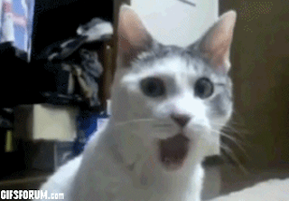 11 Struggles Of Not Being A Cat Person, Because Sorry, Excuse Me For ...