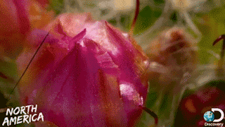 11 Completely Stunning GIFs Of Cactus Blooms That Will Change The Way ...