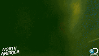 11 Completely Stunning GIFs Of Cactus Blooms That Will Change The Way ...