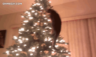 12 Problems Cat Owners Face at Christmas, Because The Struggle Is Real