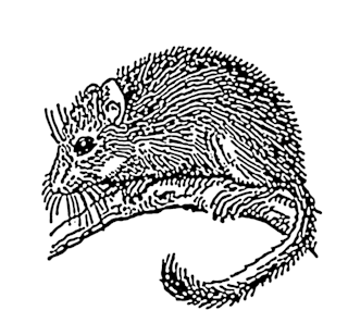 9 Bizarre Foods That People Actually Ate Throughout History, From ...