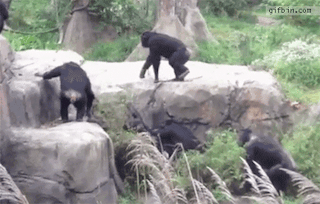 Researchers Decode Chimpanzee Gestures So Now We Can Basically Talk to ...